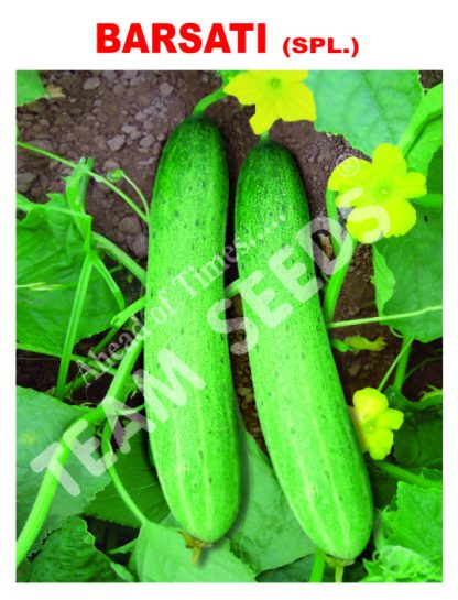 CUCUMBER Seeds: Suppliers, Producers & Exporters In India